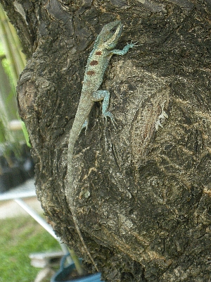 タイ 両生類・爬虫類: ぐうたら駄日記 ～タイの暮らし～